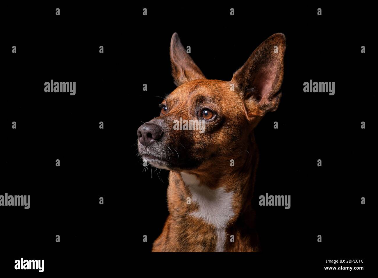 Cheerful brown dog looking camera hi-res stock photography and images ...