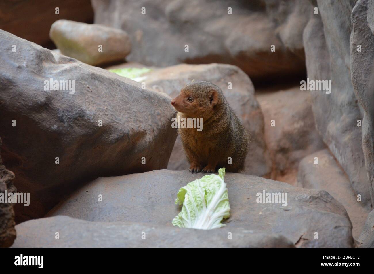 Dwarf mongoose portrait in the zoo Stock Photo - Alamy