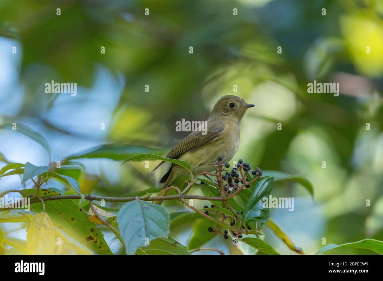Blue-fronted redstart, female, Phoenicurus frontalis, Walong, Arunachal ...
