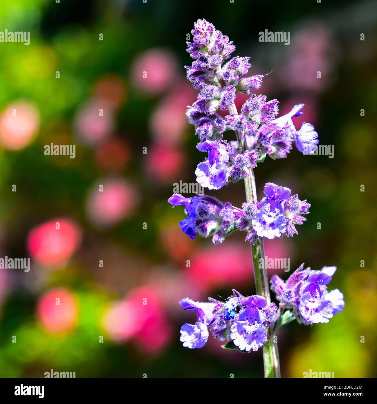 Catmint, Catnip, Nepeta Stock Photo - Alamy
