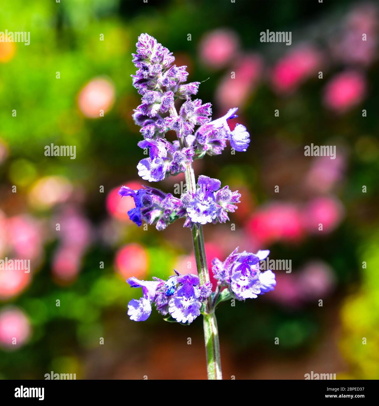 Catmint, Catnip, Nepeta Stock Photo - Alamy