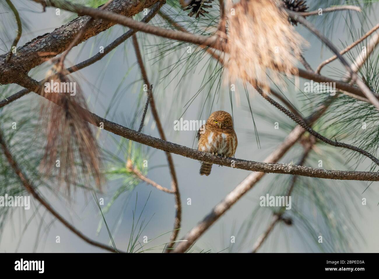 Collared owlet, Glaucidium brodiei, Walong, Arunachal Pradesh, India ...