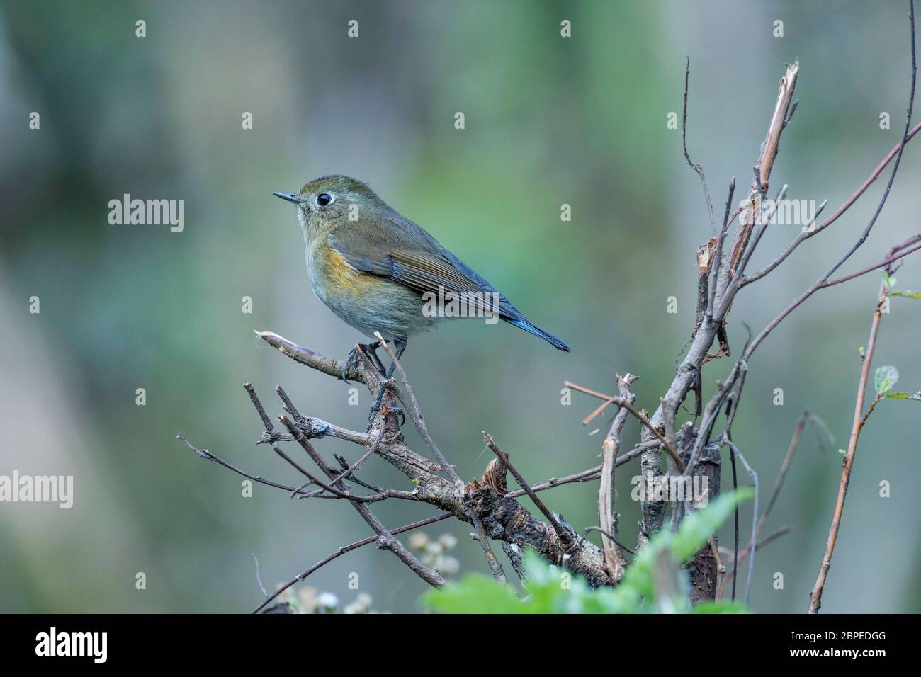 Female robin hi-res stock photography and images - Alamy