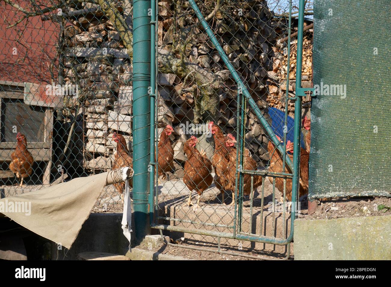Home grown chickens enjoying sun in their run before barns Stock Photo ...