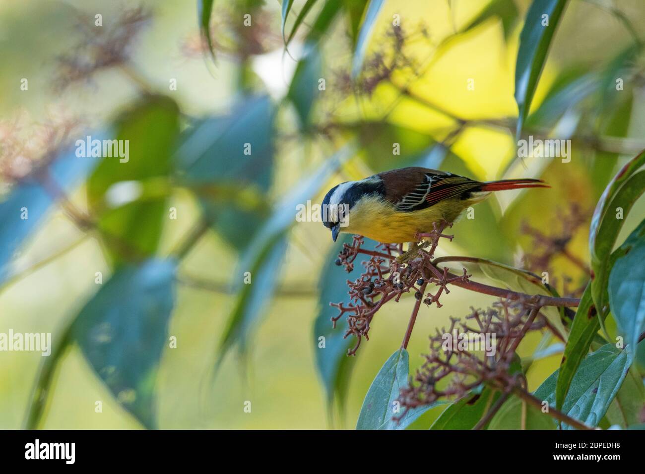 Red-tailed minla, Minla ignotincta, Walong, Arunachal Pradesh, India ...