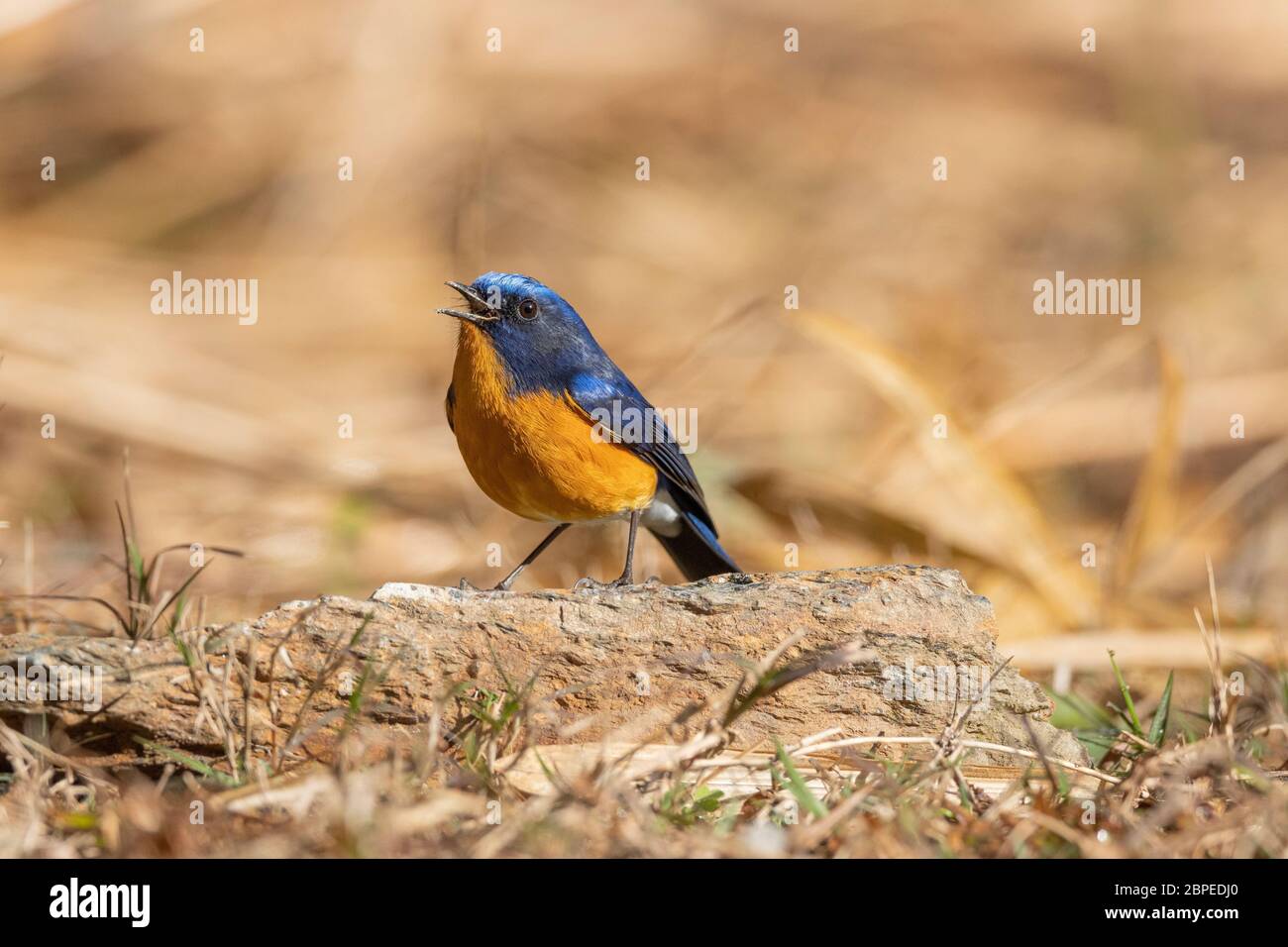 Shiny black feathered hi-res stock photography and images - Alamy