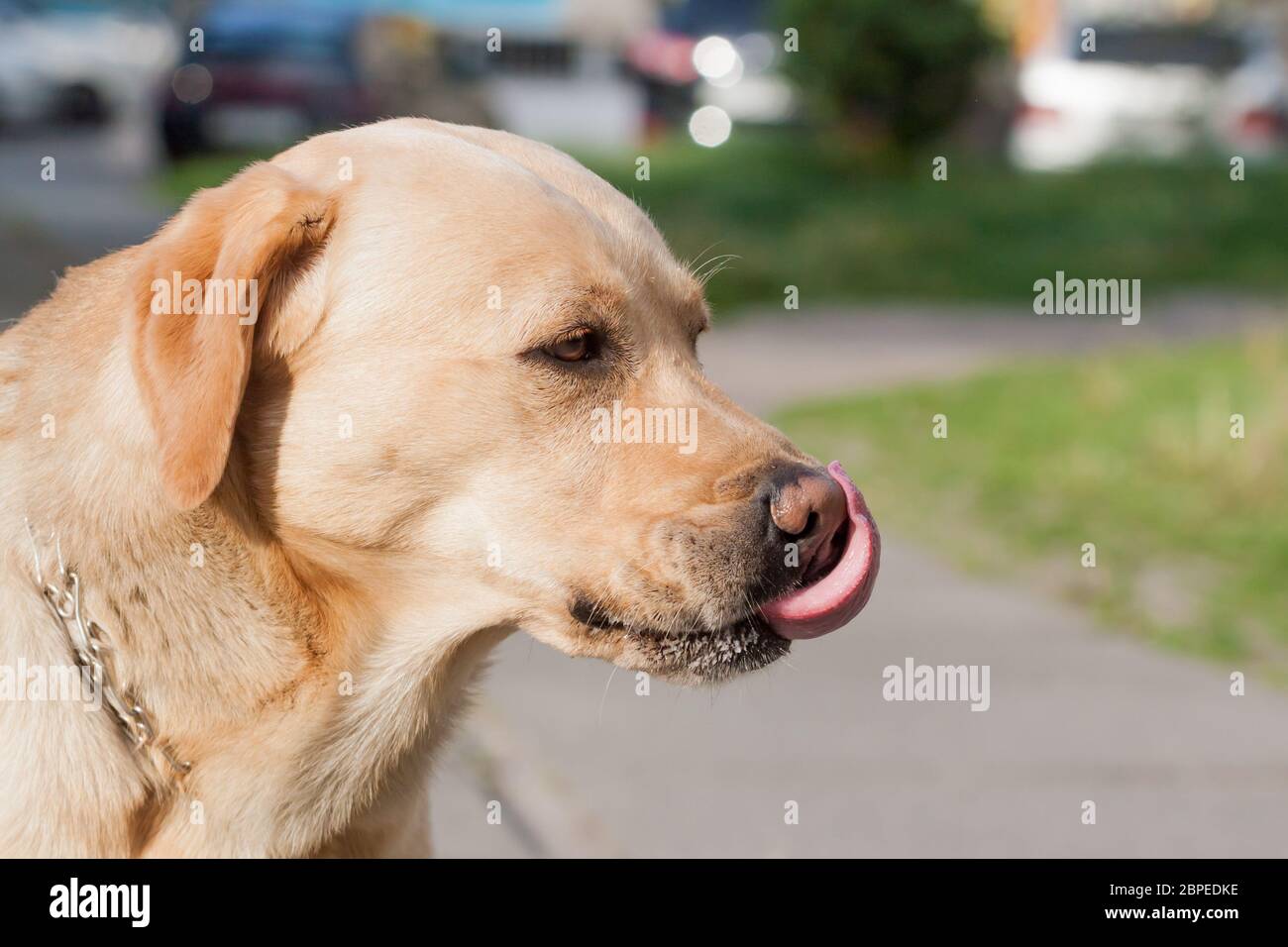 yellow labrador lick himself muzzle on blurred background Stock Photo ...