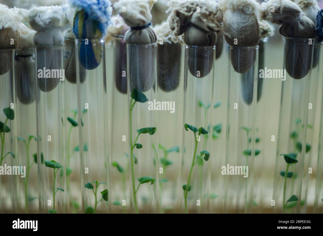 Laboratory with test tubes. Breeding and genetics. Scientific discovery ...