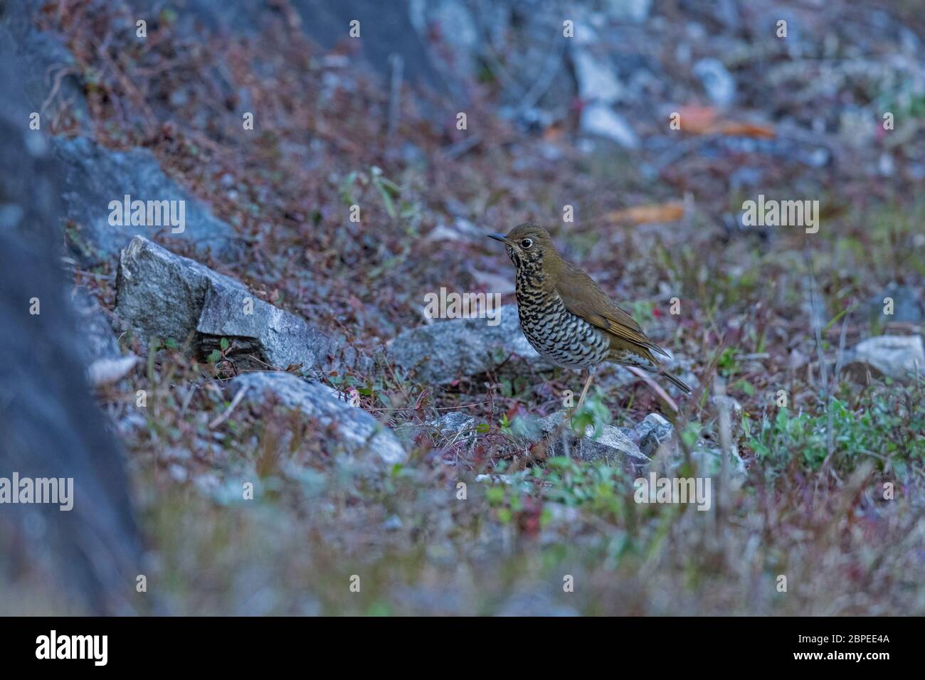 Alpine thrush, Zoothera mollissima, Walong, Arunachal Pradesh, India ...