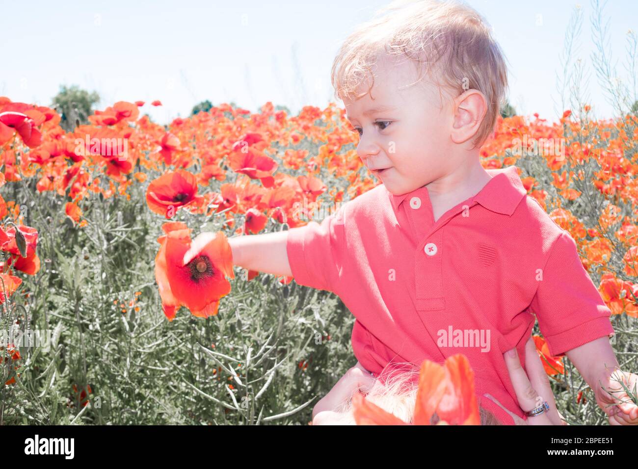 little baby boy posing on wild poppy fields Stock Photo - Alamy