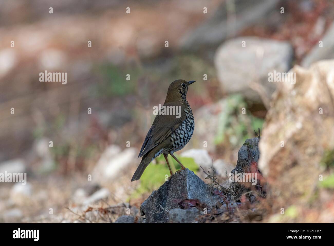 Alpine biome hi-res stock photography and images - Alamy