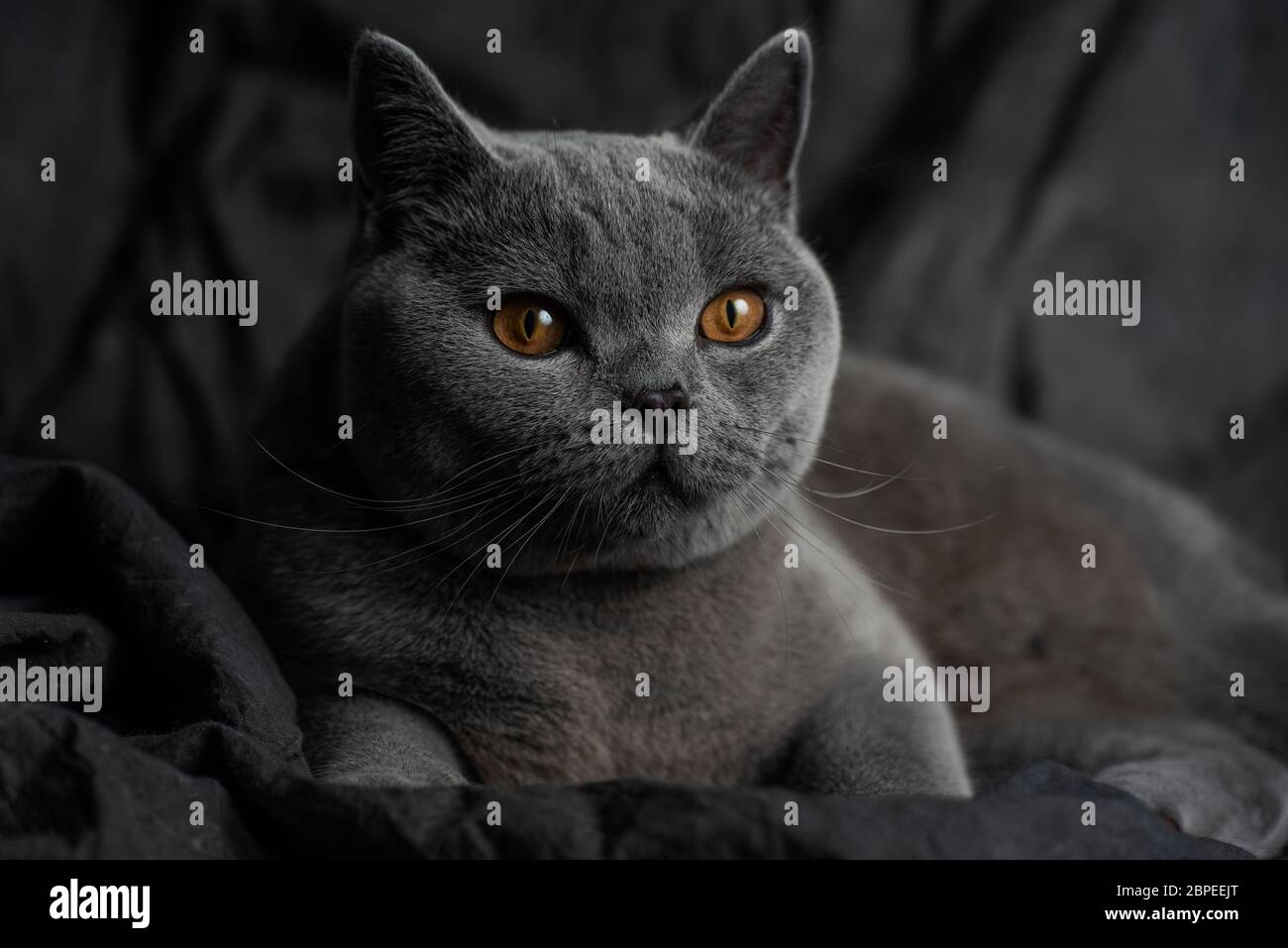 Beautiful grey cat over a dark background Stock Photo - Alamy