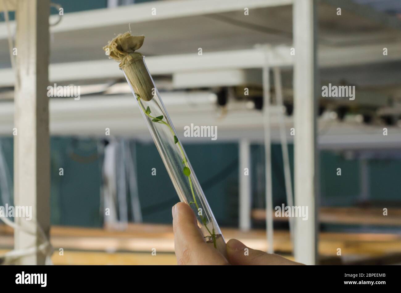 Laboratory with test tubes. Breeding and genetics. Scientific discovery ...