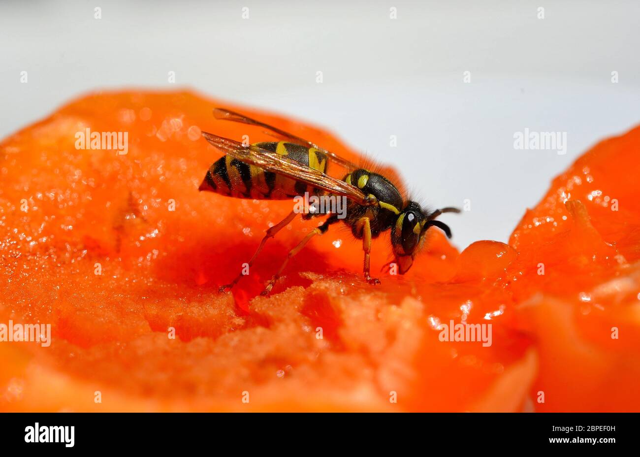 Wespe plage hi-res stock photography and images - Alamy