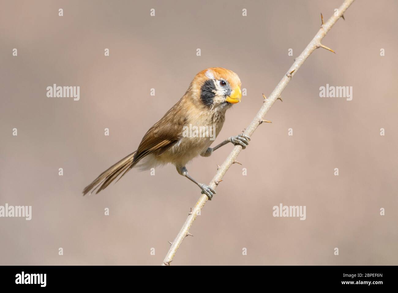 Spot-breasted parrotbill, Paradoxornis guttaticollis, Walong, Arunachal ...