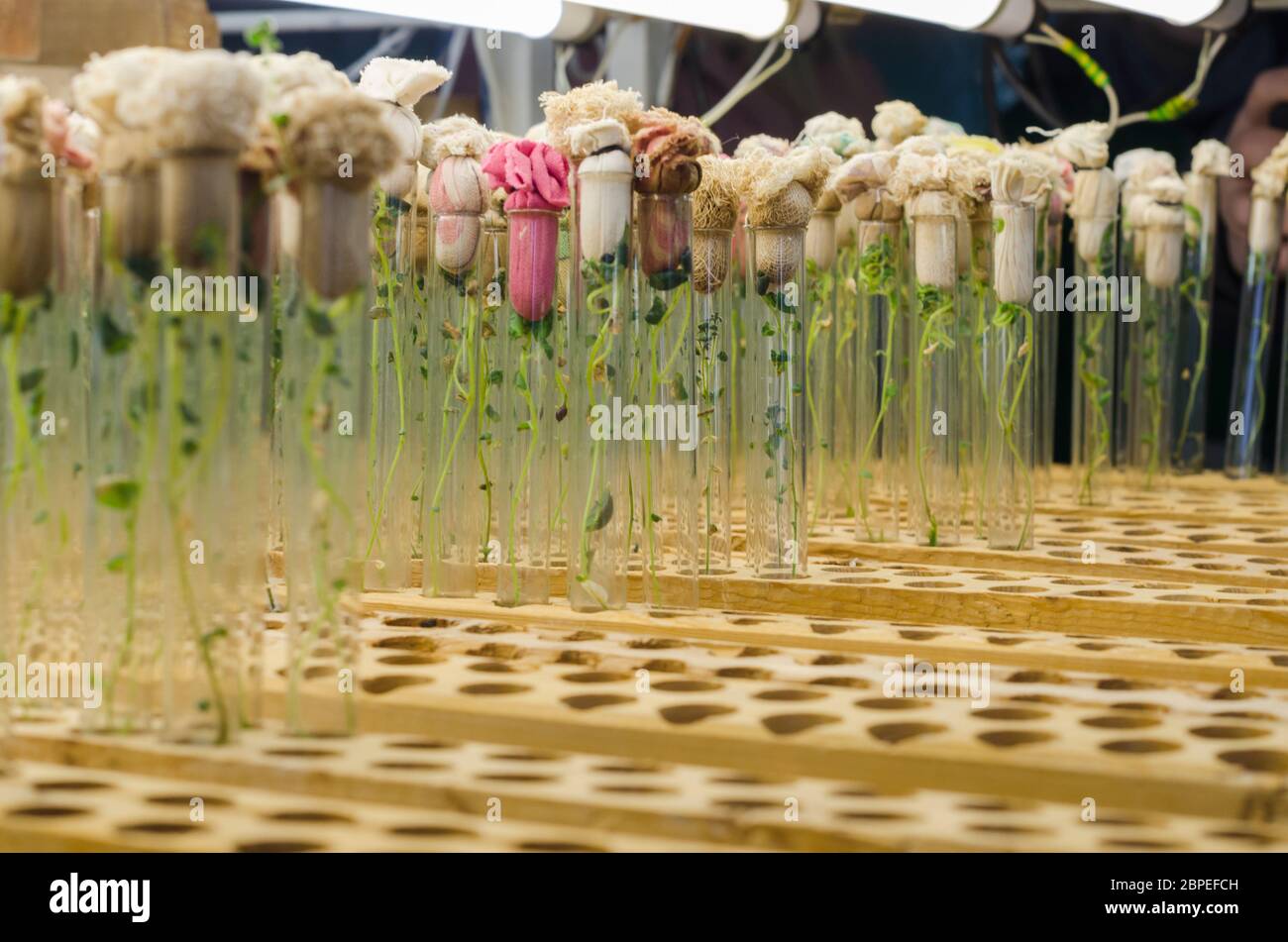 Laboratory with test tubes. Breeding and genetics. Scientific discovery ...