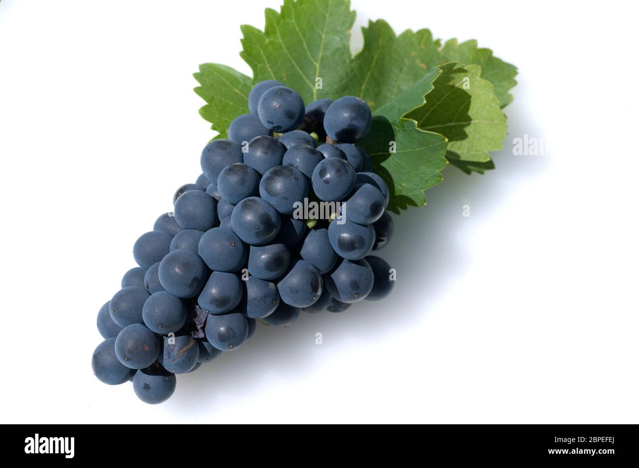 Syrah, Rotwein, Rote, Weintrauben, Weintraube Stock Photo - Alamy