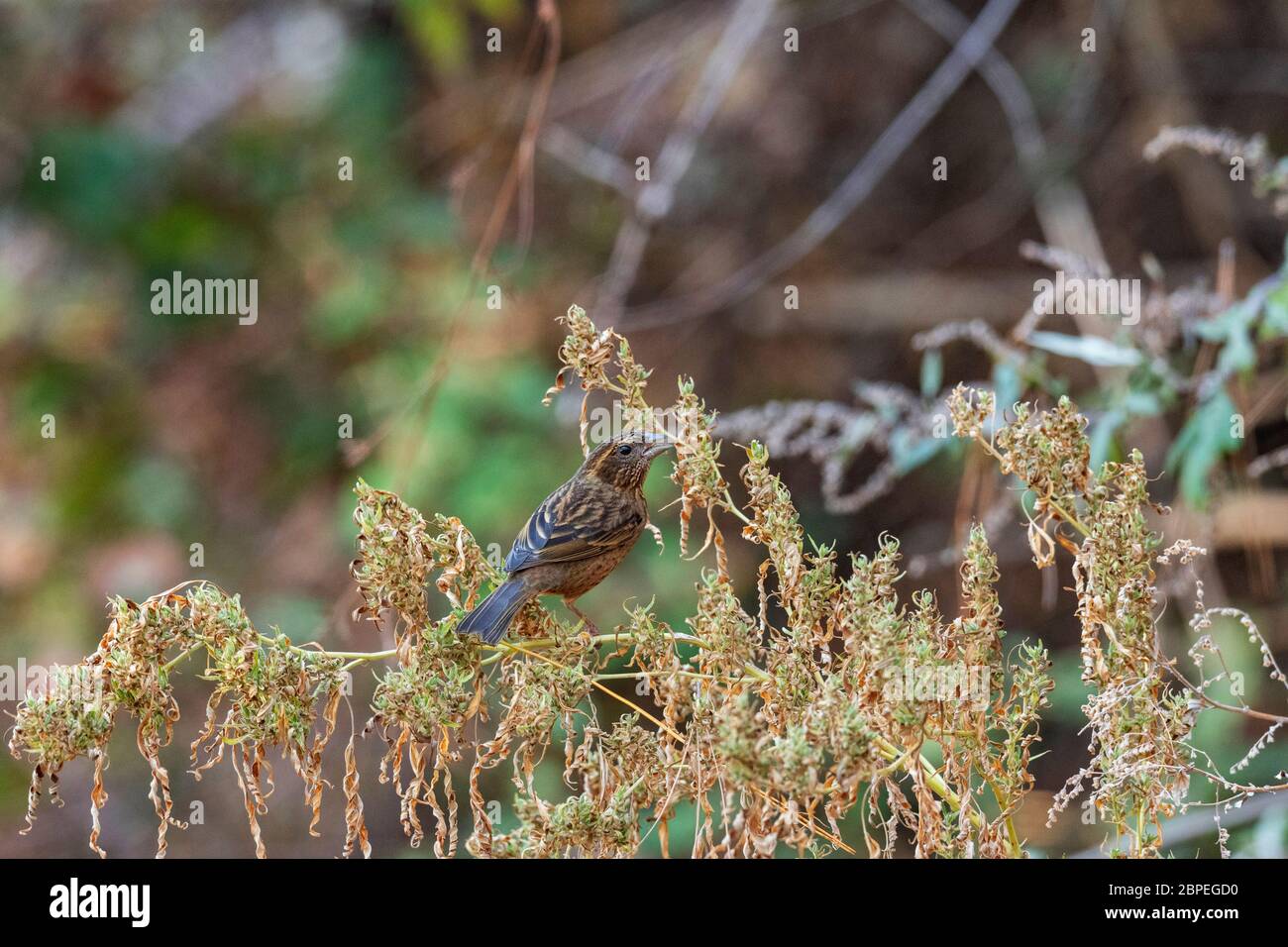 Dark-rumped Rosefinch, female, Carpodacus edwardsii, Walong, Arunachal ...