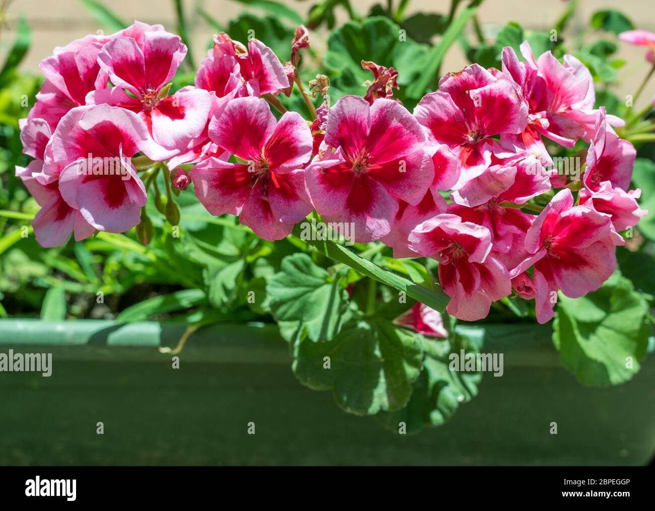 Closeup of red geranium in a garden Stock Photo - Alamy