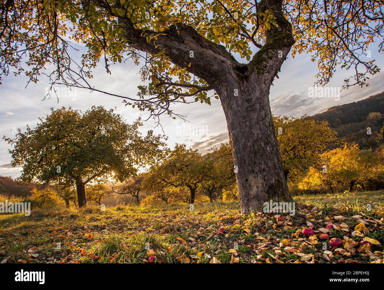 Green apple orchid hi-res stock photography and images - Alamy