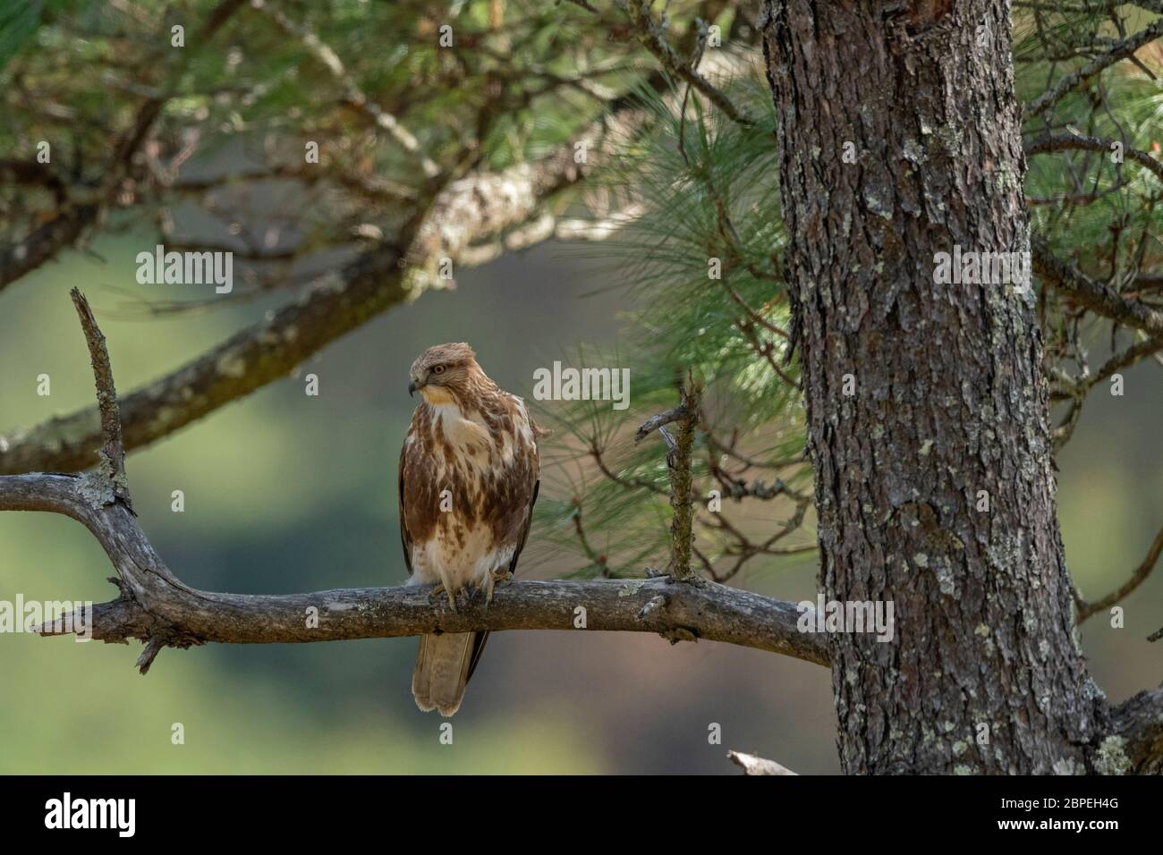 Himalayan buzzard hi-res stock photography and images - Alamy