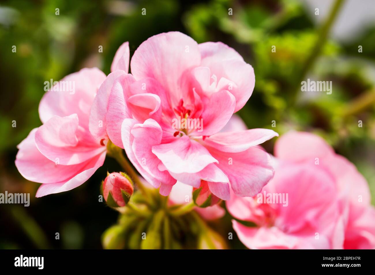 Pink Bicolor Geraniums High Resolution Stock Photography and Images - Alamy