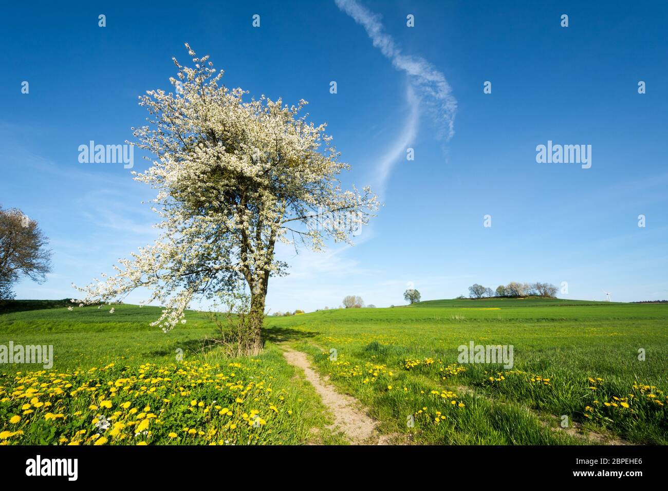Landscape with a flowering tree at spring Stock Photo - Alamy