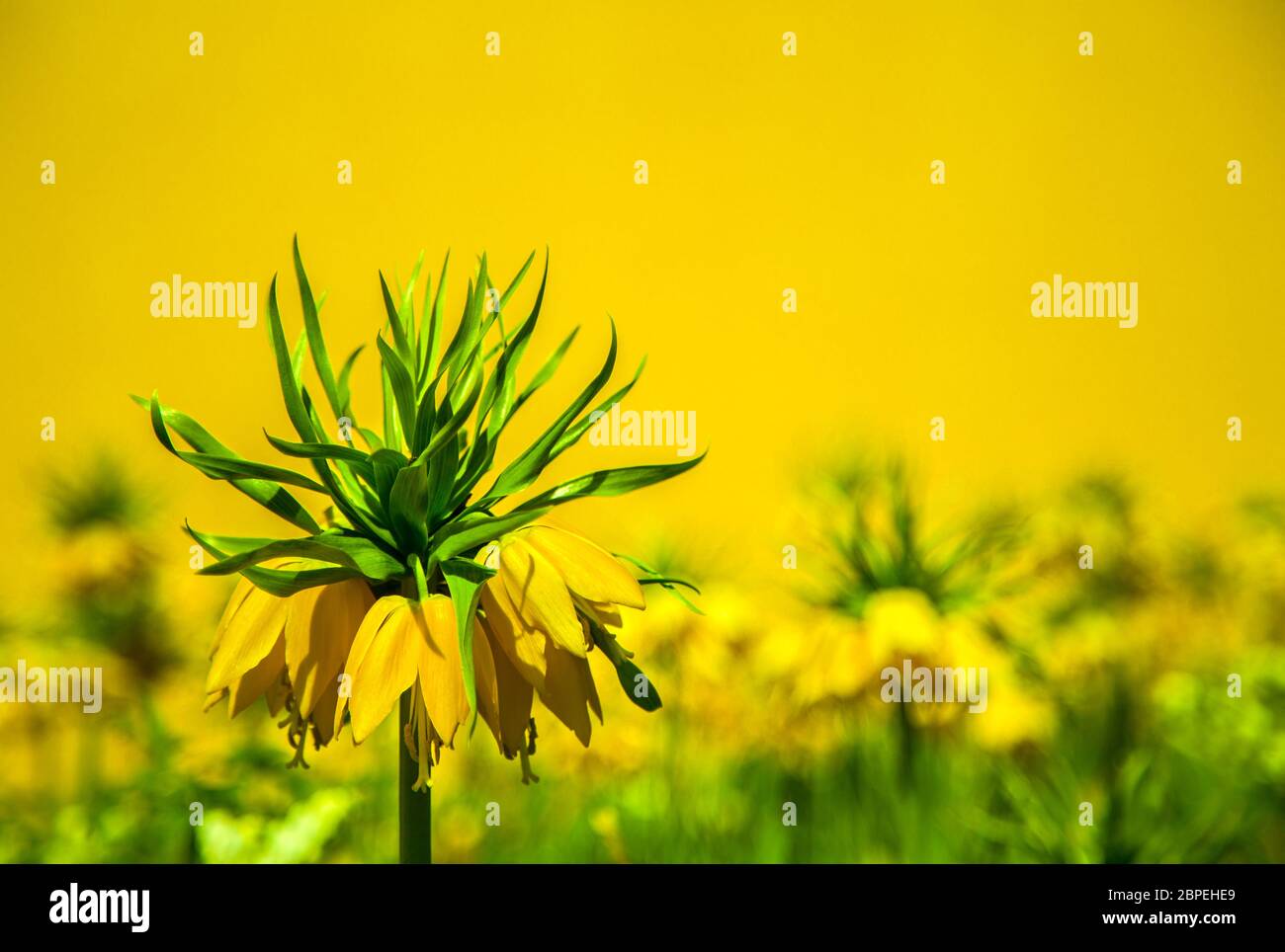Crown imperial yellow flower on a yellow background bokeh. Detail of yellow crown imperial lily ...
