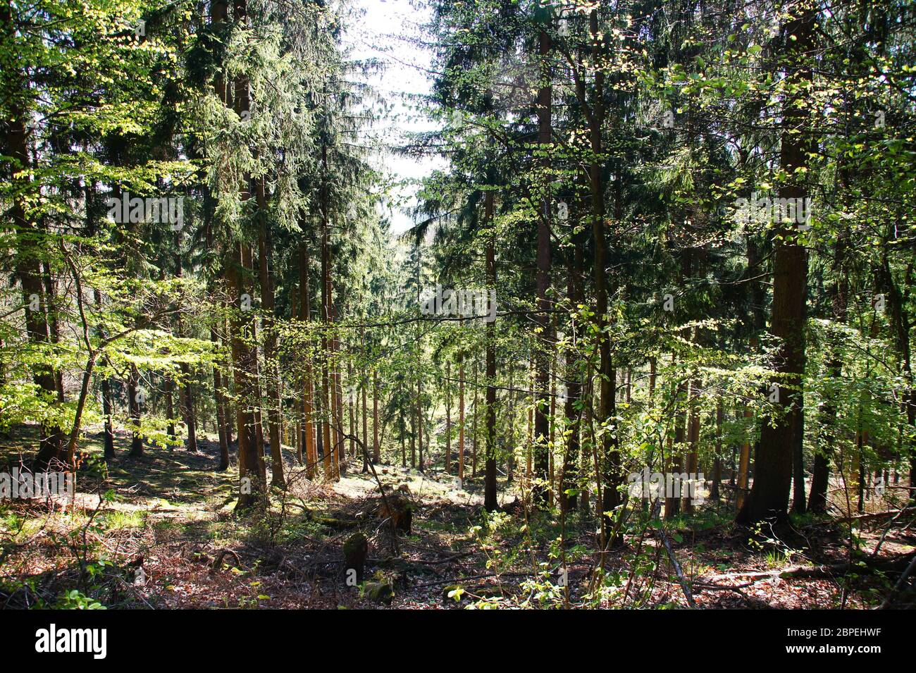 Mischwalder hi-res stock photography and images - Alamy