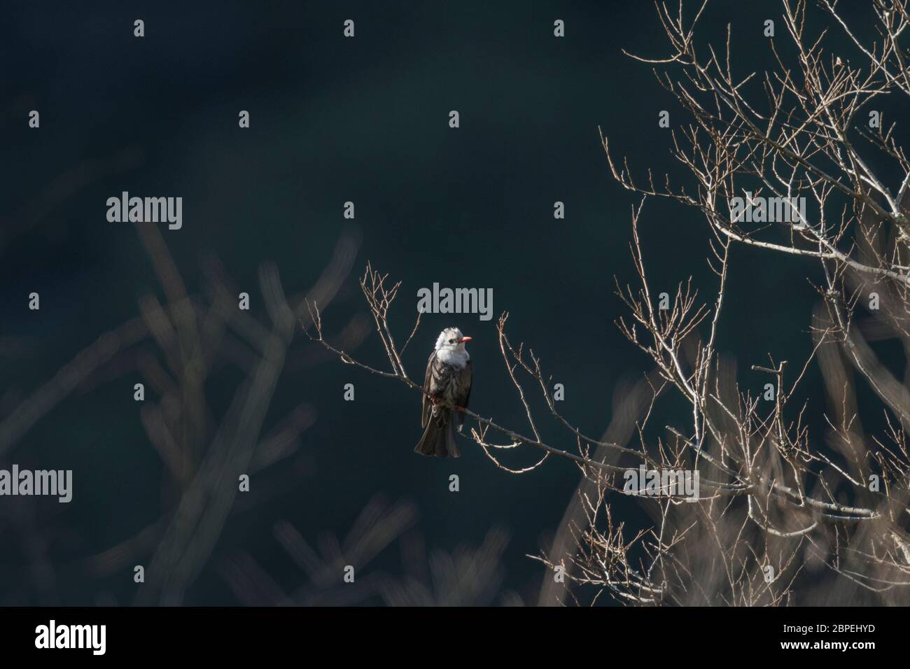 White-headed bulbul, Cerasophila thompsoni, Walong, Arunachal Pradesh ...