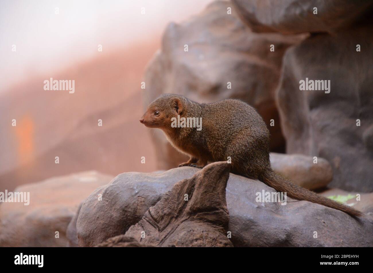 Dwarf mongoose portrait in the zoo Stock Photo - Alamy