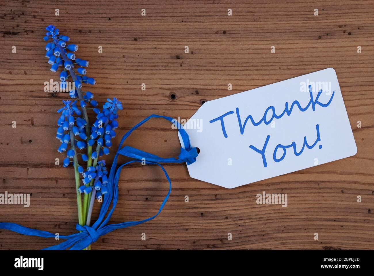 Label With English Text Welcome. Blue Spring Grape Hyacinth With Ribbon ...