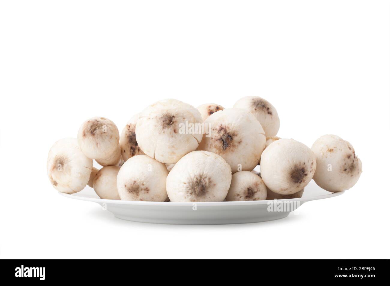 Termitomyces mushroom or termite mushroom isolated on white background ...