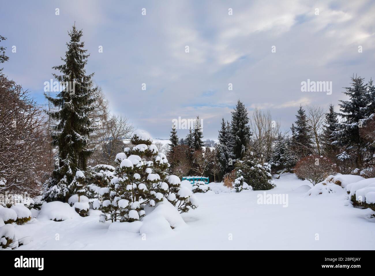 Beautiful evergreen winter garden with conifers covered by fresh snow ...