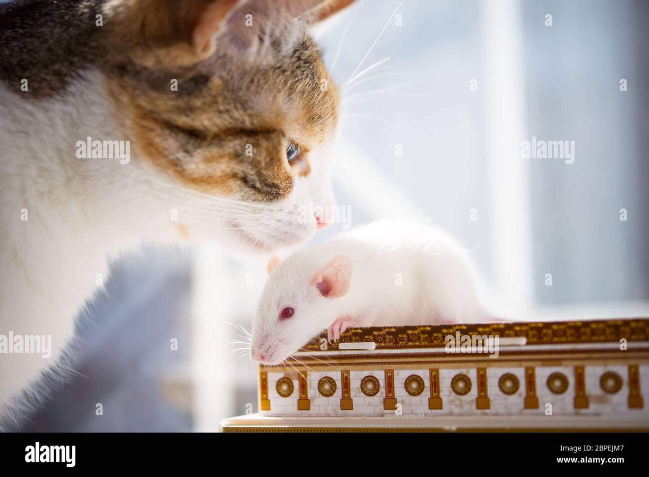 Red eye rat hi-res stock photography and images - Alamy