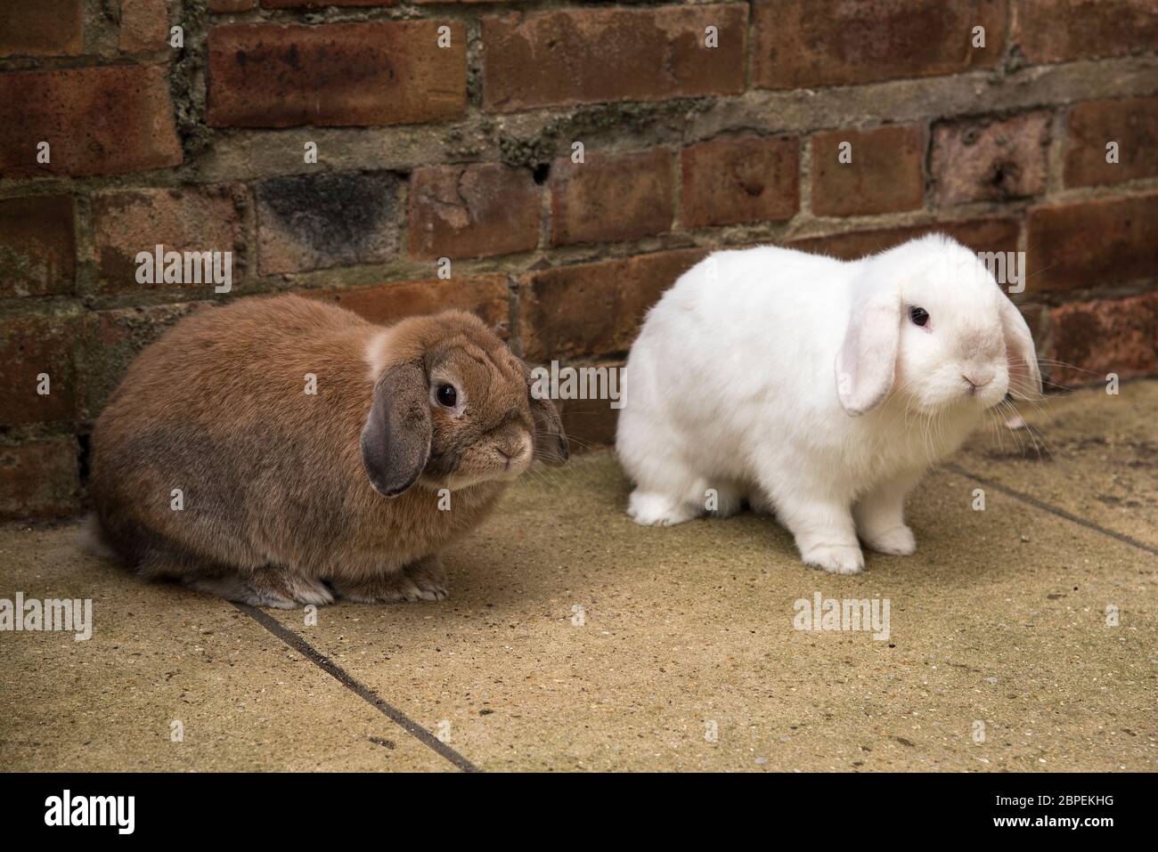 Mini Lop Rabbits High Resolution Stock Photography and Images - Alamy
