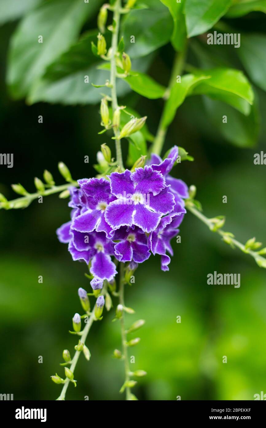 White fringed purple flower hi-res stock photography and images - Alamy