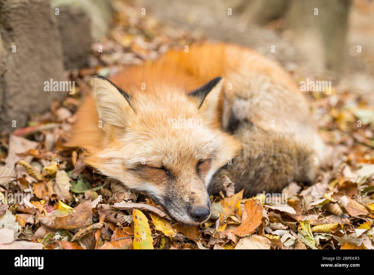 Sleepy red fox Stock Photo - Alamy