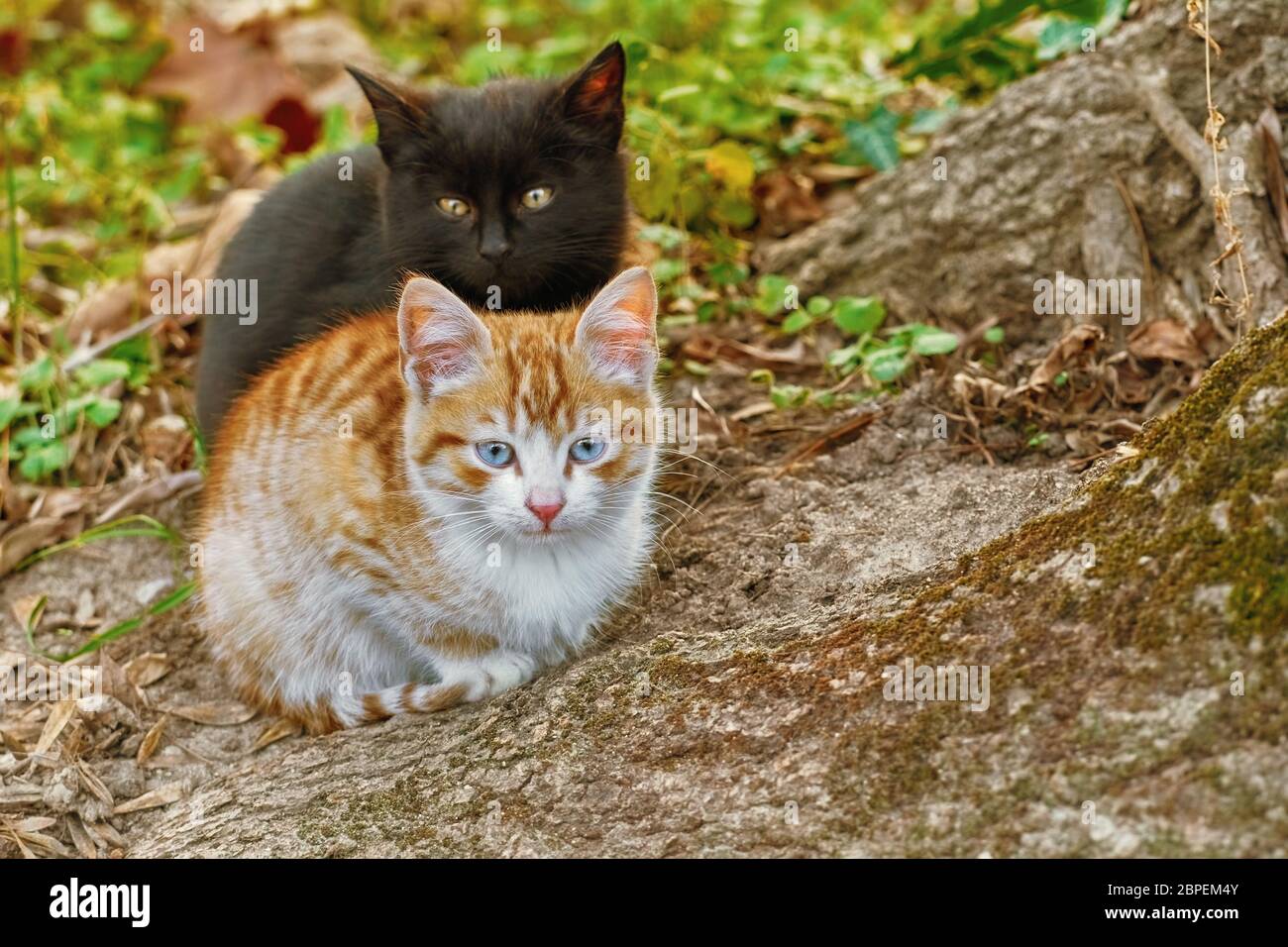 Portrait of Two Little Kittens near the Tree Stock Photo - Alamy