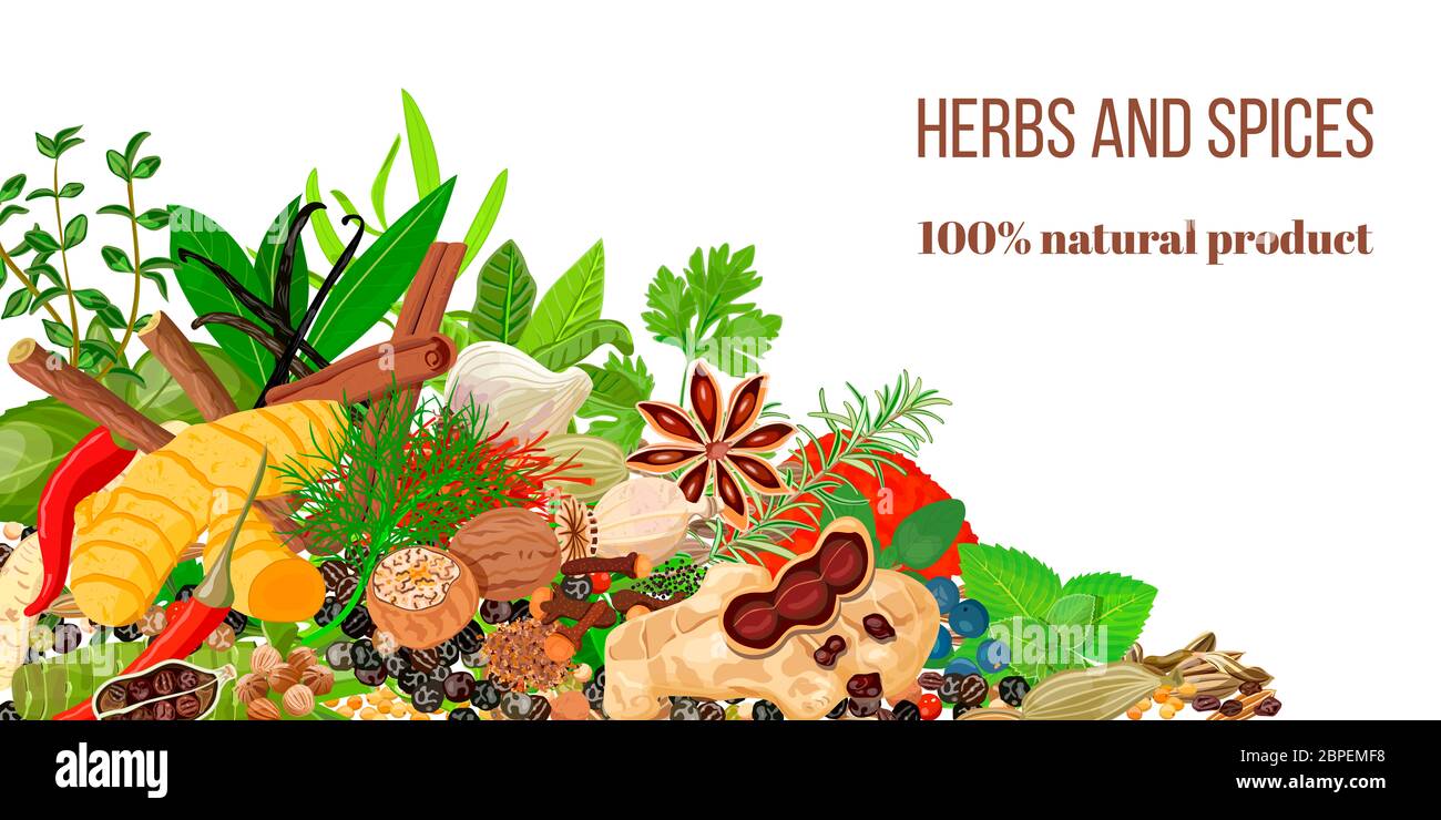 Set of popular Realistic culinary herbs and spices. Spice shop logo ...