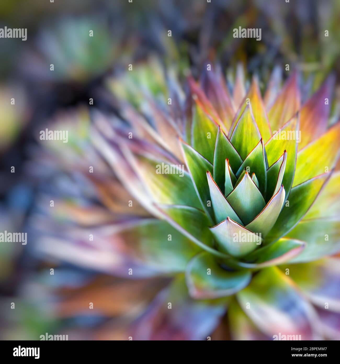 Endemic plant from Mount Roraima in Venezuela Stock Photo - Alamy