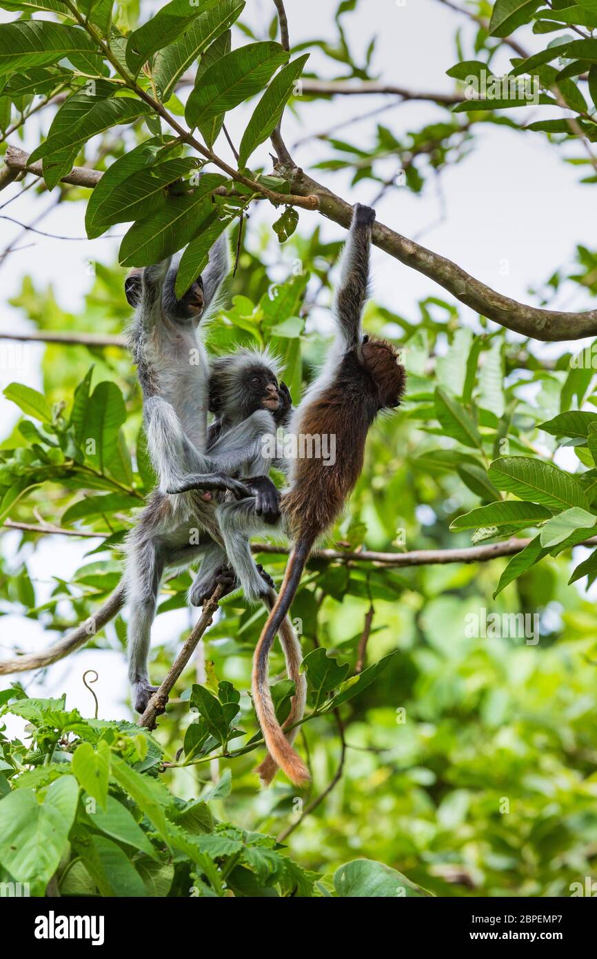 Endangered Zanzibar red colobus monkey (Procolobus kirkii), Jozani ... Endangered Zanzibar red colobus monkey (Procolobus kirkii), Jozani ...