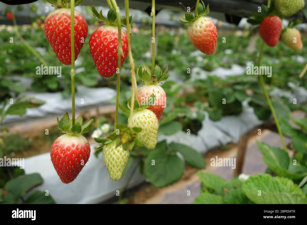 Strawberry cameron highlands hi-res stock photography and images - Alamy