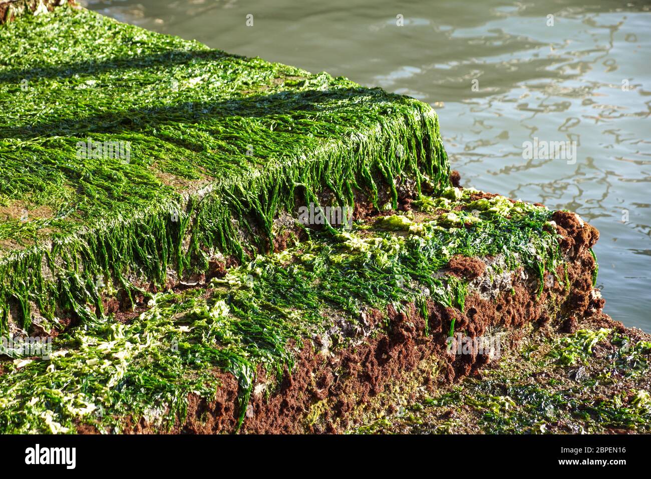 seagrass on the rock,seaweed on the rock,moss , algae Stock Photo - Alamy