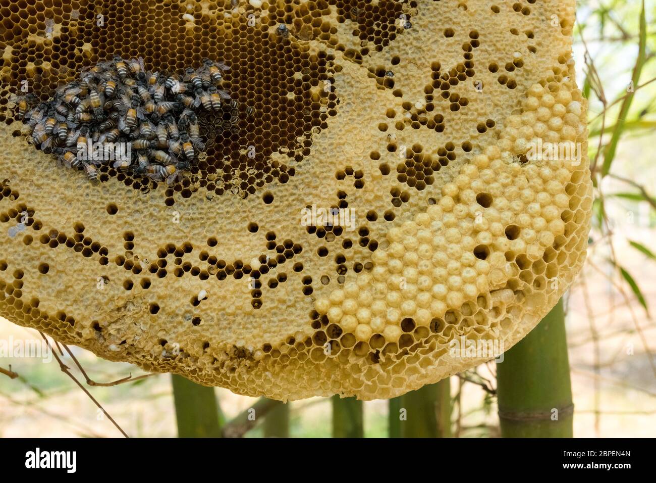 Bienenstock im Freien, Nahaufnahme eines Bienenhauses mit Bienen und ...