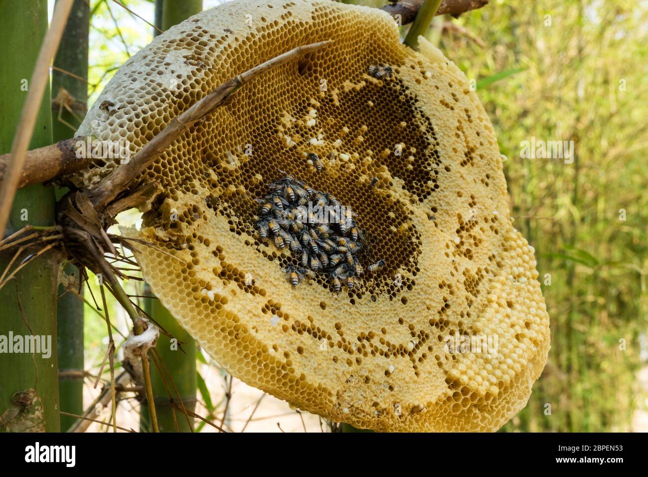Bienenstock im Freien, Nahaufnahme eines Bienenhauses mit Bienen und ...