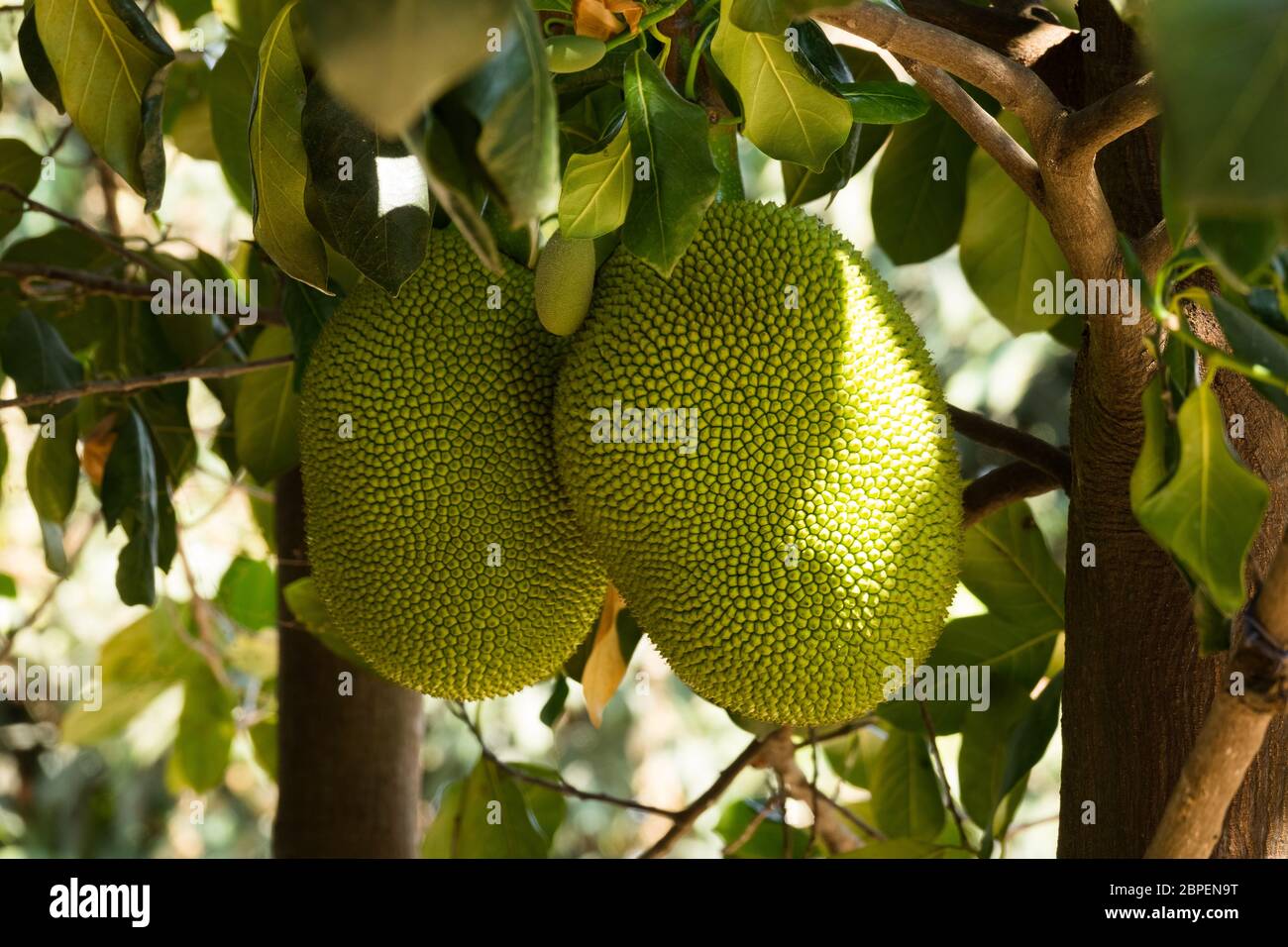 Am stamm hi-res stock photography and images - Alamy