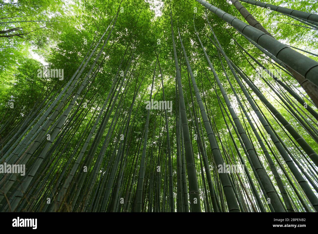 Green bamboo tree canopy Stock Photo - Alamy