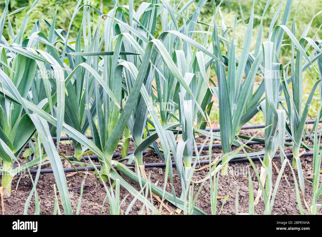 Leeks plantation hi-res stock photography and images - Alamy