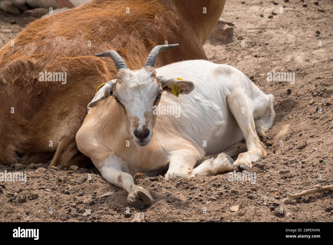 Goats lying resting Stock Photo - Alamy